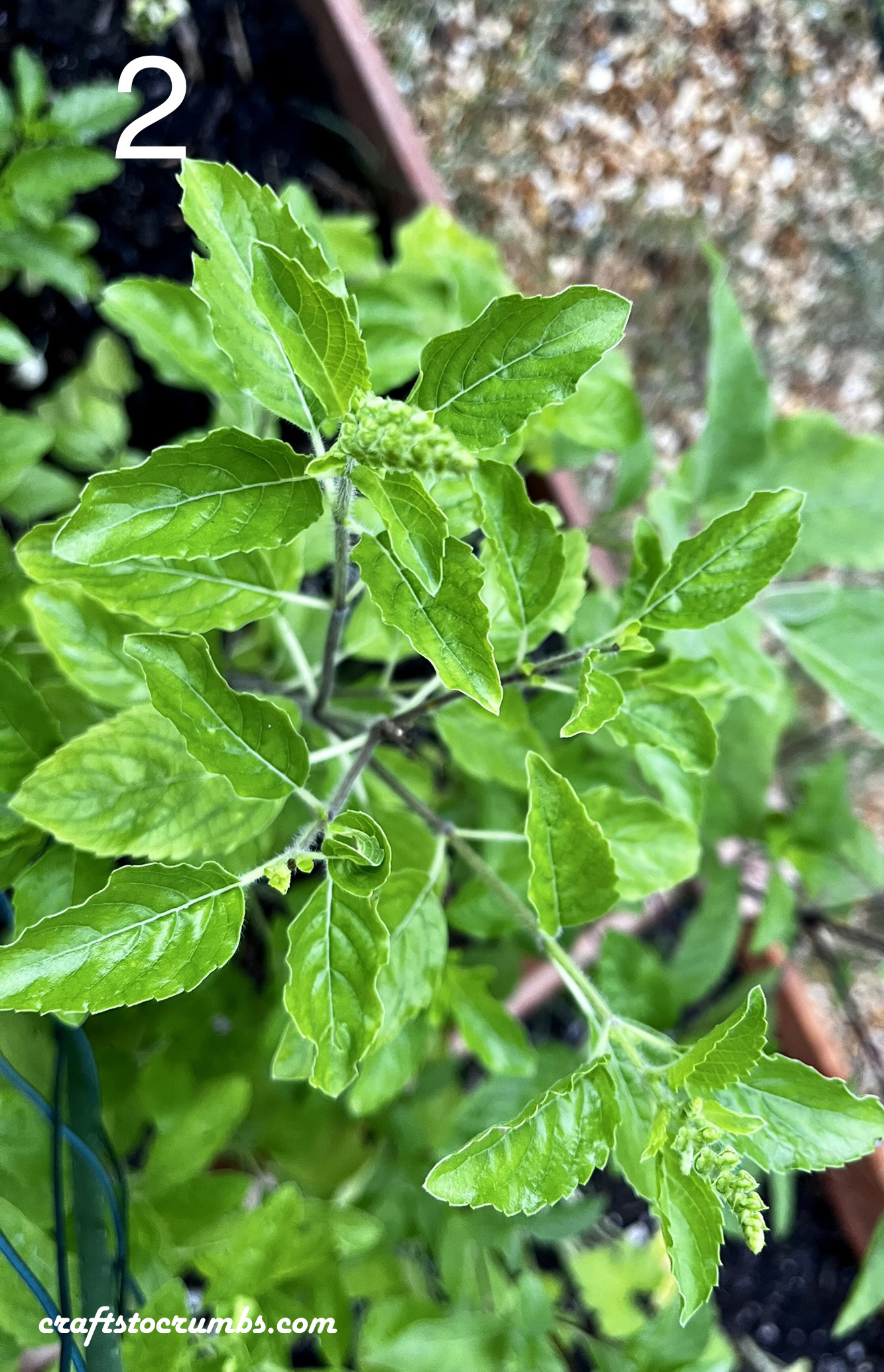 Basils in My Garden – Crafts to Crumbs